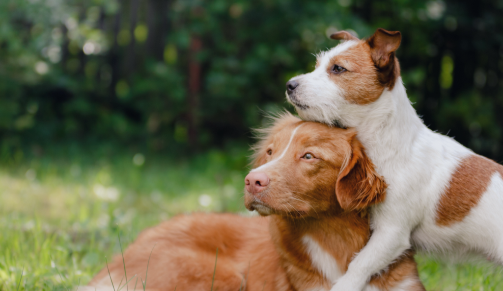 Invisible Support: The Art of Helping without Spotlighting - Mentora ...